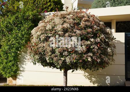 A blooming photinia fraseri red robin tree with red and green leaves ...