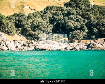 Rocky coastal edge with pohutukawa at base of Mount Maunganui old faded ...