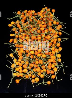 Charapita chilli (Inca pepper Stock Photo - Alamy