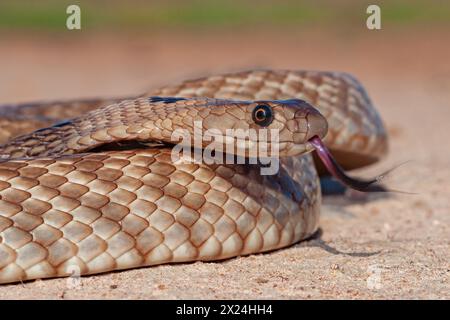 Close up of a highly venomous Strap-snouted Brown Snake in it's outback ...
