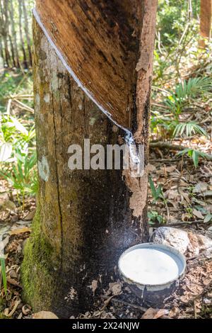 Rubber tree being tapped near Luang Namtha town, Laos Stock Photo - Alamy