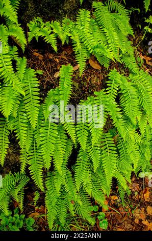 licorice fern (Polypodium glycyrrhiza Stock Photo - Alamy