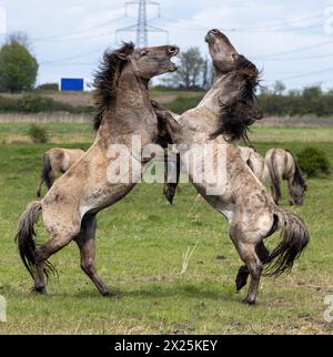 Konik horses fighting on Wicken Fen in Cambridgeshire. Two wild ...