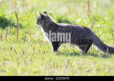 feral tabby cat in the field, animal foraging for mice (Felis catus ...