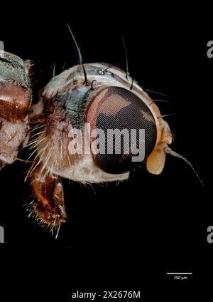 Daffodil fly (Norellia spinipes Stock Photo - Alamy