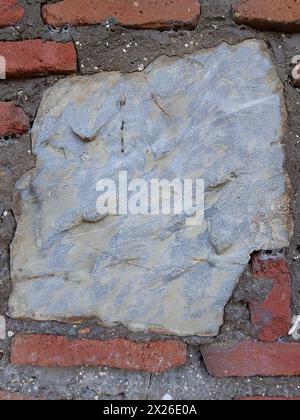 Close perspective of organic raw red pork ribs on clean wooden surface ...