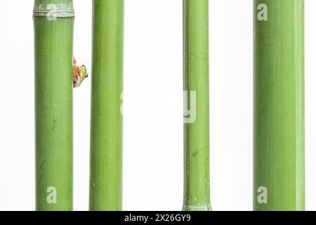 The Italian tree frog among the bamboo canes (Hyla intermedia Stock ...