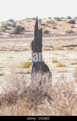 Dead tree stump in Nossob riverbed during drough in Kgalagadi ...