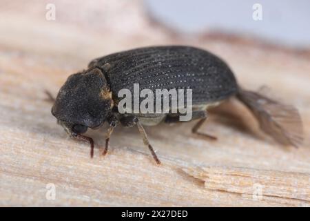 Hadrobregmus pertinax is a species of woodboring beetle from family ...