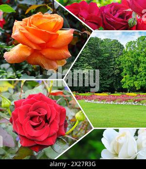 Collage of beautiful roses in garden Stock Photo - Alamy