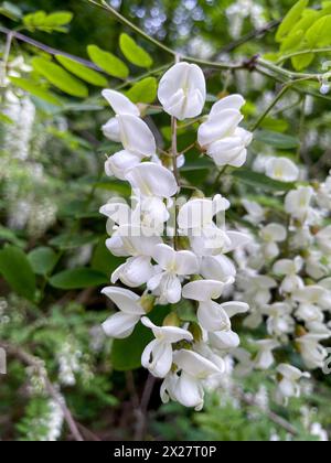Gewöhnliche Robinie, Robinia pseudoacacia mit weißen Blüten am Baum ...