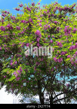 Gewöhnliche Robinie, Robinia pseudoacacia mit weißen Blüten am Baum ...