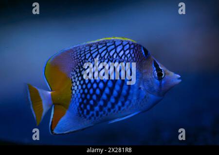 The pearlscale butterflyfish (Chaetodon xanthurus), also known as ...