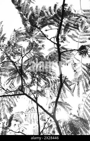 Gunungan Wayang Kulit, tree of life, traditional puppet, made from ...