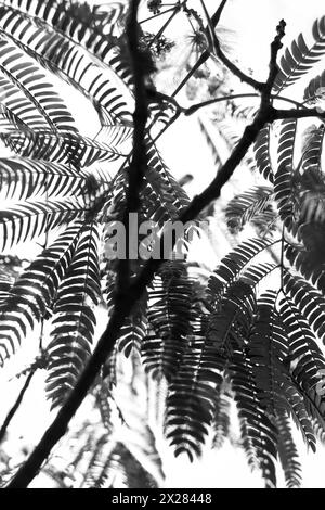 Gunungan Wayang Kulit, tree of life, traditional puppet, made from ...