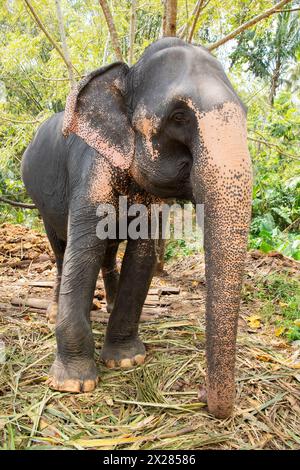 large Asian elephant with specific skin color, small gray dots on pink ...