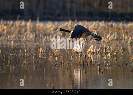 canada goose flying over marsh Stock Photo - Alamy