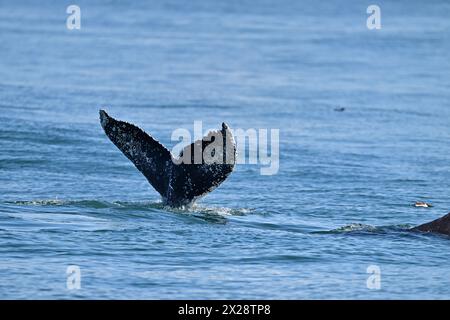 Humpback Whale Flapping Tail Stock Photo - Alamy