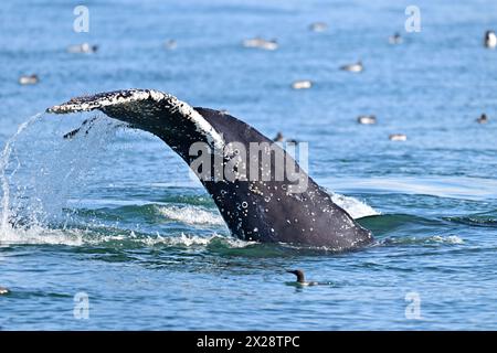 Humpback Whale Flapping Tail Stock Photo - Alamy