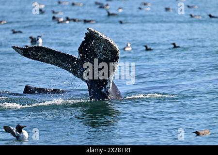 Humpback Whale Flapping Tail Stock Photo - Alamy