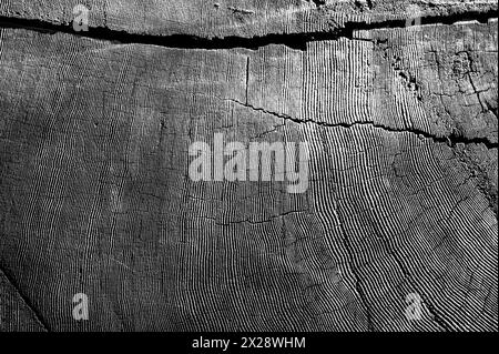 Cross section of a giant ancient sequoia tree cut on the west coast of ...