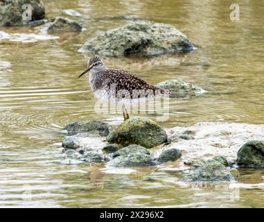 Wood Sandpiper (Tringa glareola), Agia Varvara, Cyprus Stock Photo - Alamy