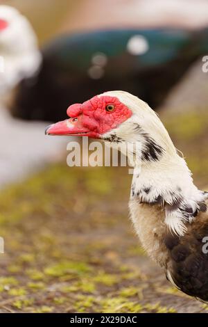 Photo of a duck quacking outdoors in park Stock Photo - Alamy