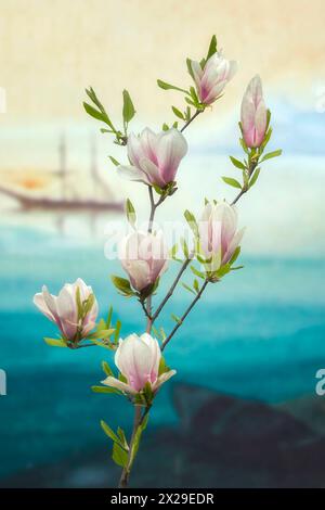 Flowering Magnolia tree branch closeup with green leaves pink blossoms ...