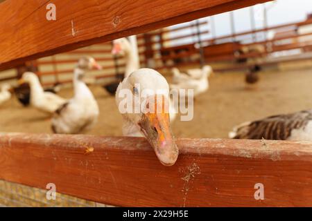 Curious Goose Peering Through Wooden Fence at a Farm Stock Photo - Alamy