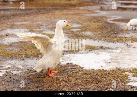 Ducks are gracefully standing side by side, showing off their vibrant ...