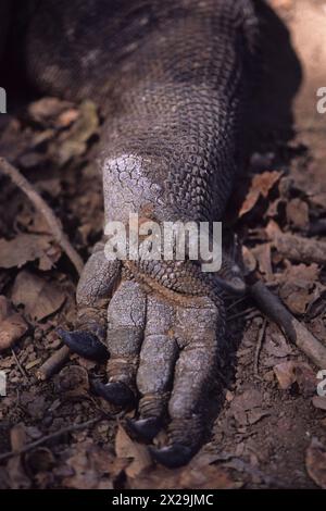 Komodo dragon (Varanus komodoensis) foot and claws detail, Komodo ...