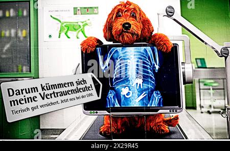 Poster advertising for medival insurance for pets with a dog looking ...