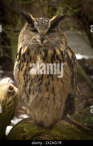 Eurasian Eagle owl species of eagle-owl resides in much of Eurasia ...