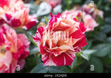 Beautiful Bicolor Red and Yellow Rose Blooming on Flowerbed in City ...