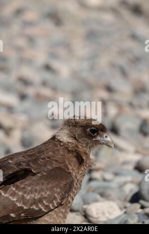 Vertical portrait of Chimango Caracara (Daptrius chimango) bird walking ...