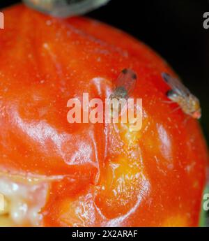 Drosophila suzukii, commonly called the spotted wing drosophila, cherry ...