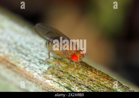 Drosophila suzukii, commonly called the spotted wing drosophila, cherry ...