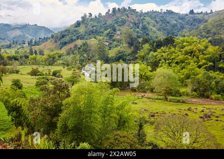 Guadua, Rio Quindio, Valle del Cocora, Salento, Quindio, Colombia ...