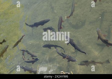 Many Trout fish swimming together around swamp water Stock Photo - Alamy