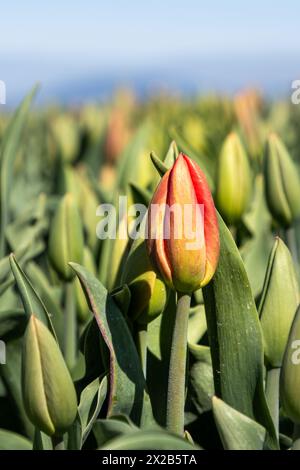 Skagit Valley Tulip Farm Mt. Vernon Washington and Barn Stock Photo - Alamy