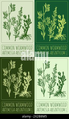 Vector drawing COMMON WORMWOOD. Hand drawn illustration. The Latin name ...