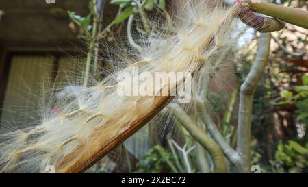 Adenium or Desert rose seed pods opened from pod. Adenium seeds Stock ...
