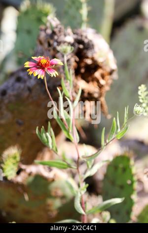 Eaton Hill Nature Preserve in Sonora, Texas Stock Photo - Alamy