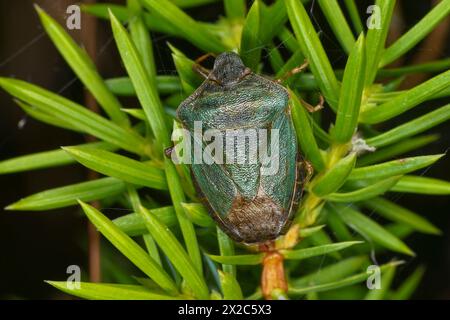 Palomena prasina Family Pentatomidae Genus Palomena Green shield bug ...