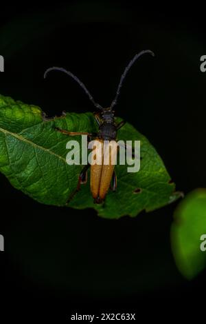 stictoleptura rubra longhorn red insect bug nature natural wild ...