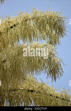 Flowering of palm Talipot (Corypha umbraculifera) at the Flamengo ...