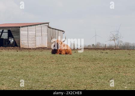 Scottish hairy bulls in a paddock on a wooden barn background.Bighorned ...