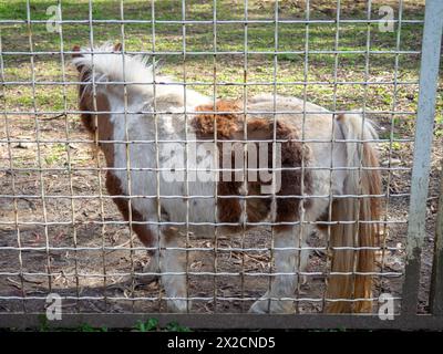 Pony on the lawn of the city zoo. Pony in a cage. Fence for animals ...