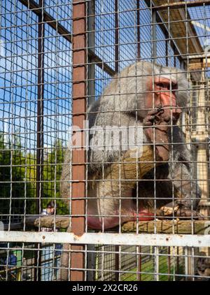 Baboon in a cage. Local zoo. Concept of an animal in captivity. The ...