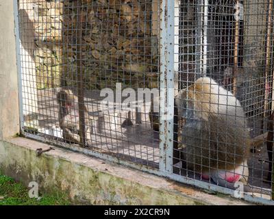 Baboon in a cage. Local zoo. Concept of an animal in captivity. The ...